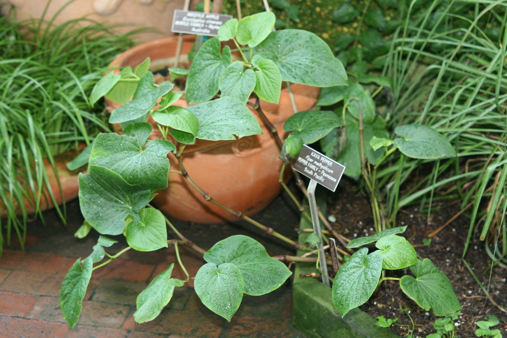 Discover 10 Different Types of Kava